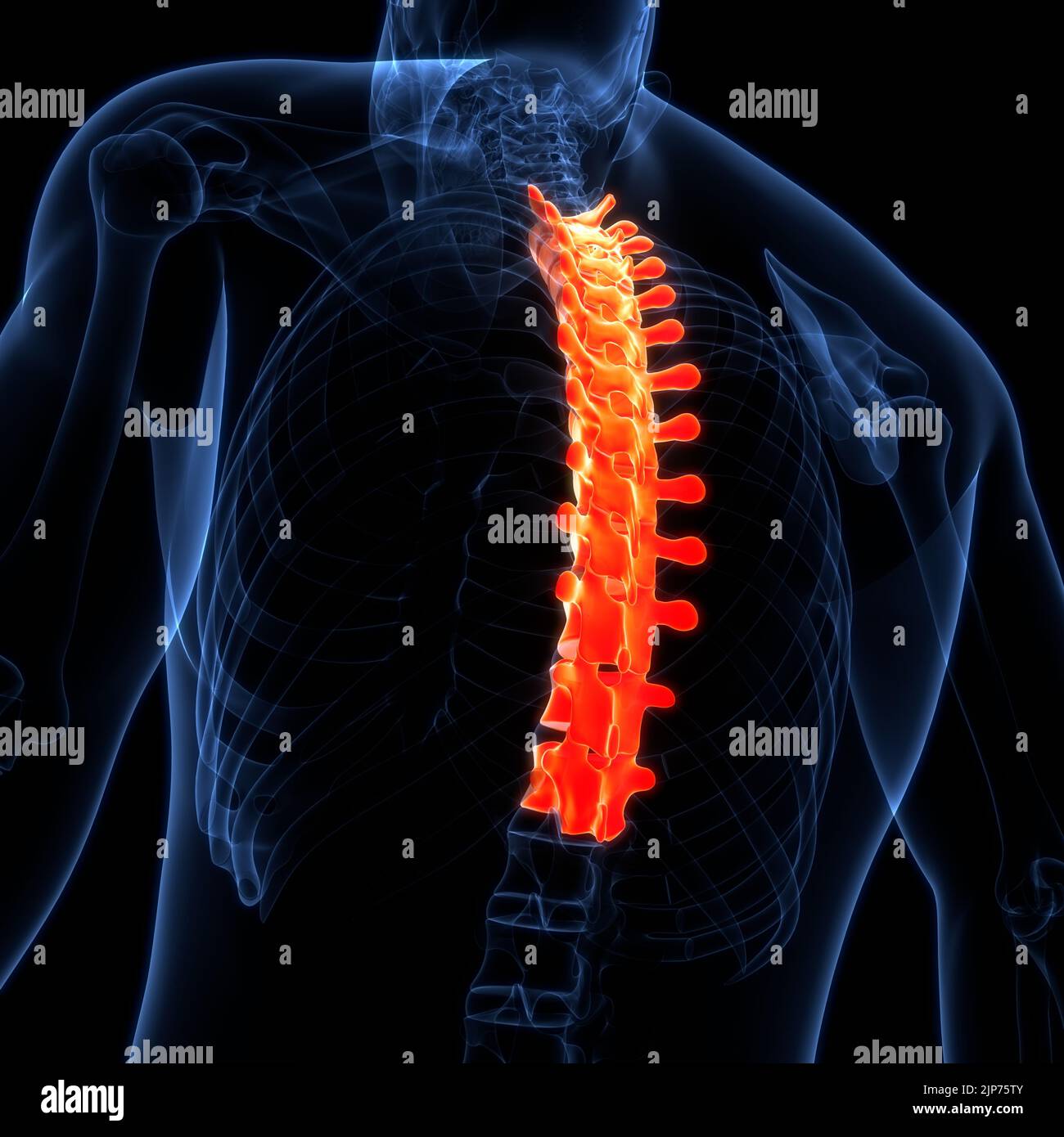 Spinal Cord Vertebral Column Thoracic Vertebrae of Human Skeleton ...