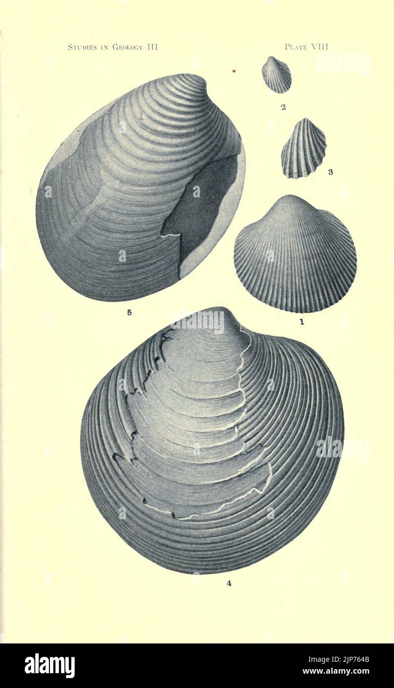 The paleontology of the Zorritos formation of the north Peruvian oil ...