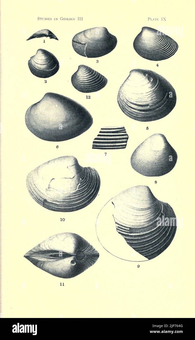 The paleontology of the Zorritos formation of the north Peruvian oil ...