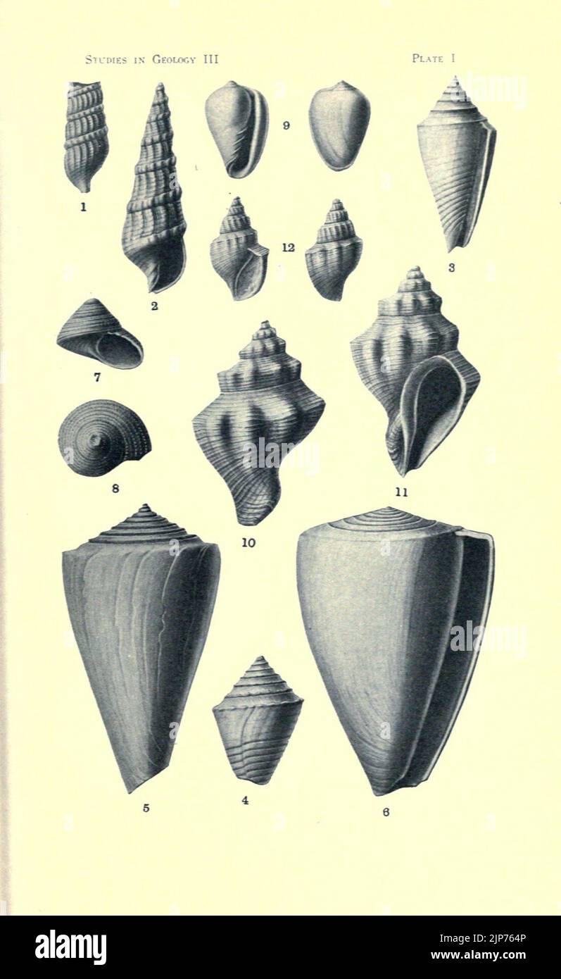 The paleontology of the Zorritos formation of the north Peruvian oil ...