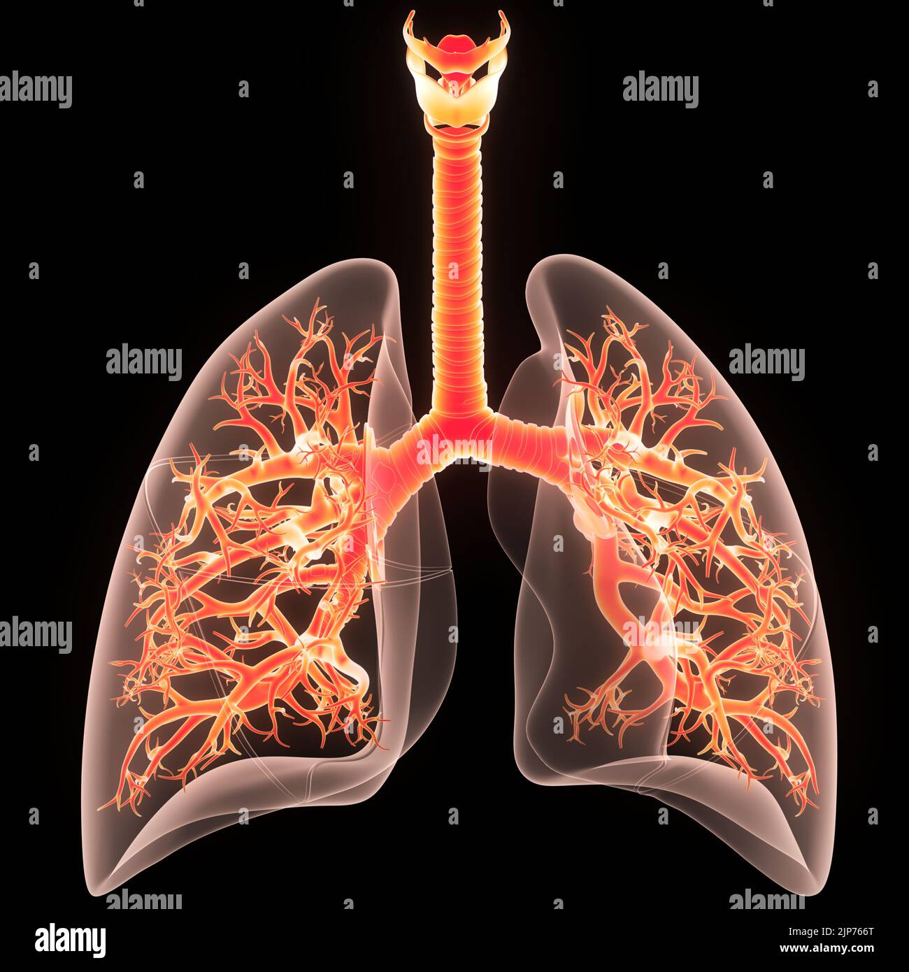 Human Respiratory System Lungs Anatomy Stock Photo - Alamy