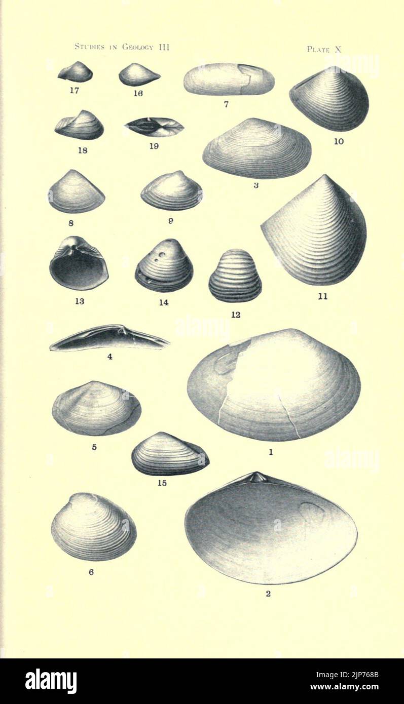 The paleontology of the Zorritos formation of the north Peruvian oil ...