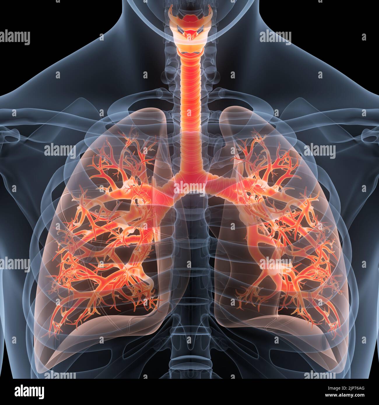 Human Respiratory System Lungs Anatomy Stock Photo - Alamy