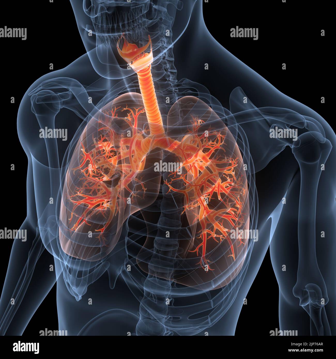 Human Respiratory System Lungs Anatomy Stock Photo - Alamy