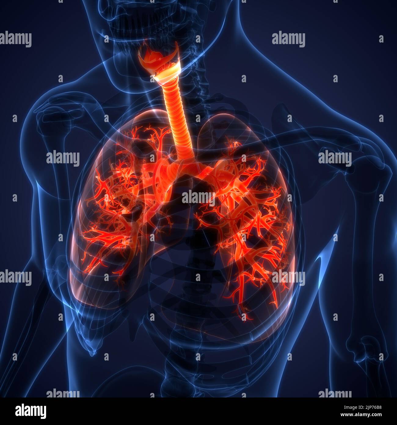 Human Respiratory System Lungs Anatomy Stock Photo - Alamy