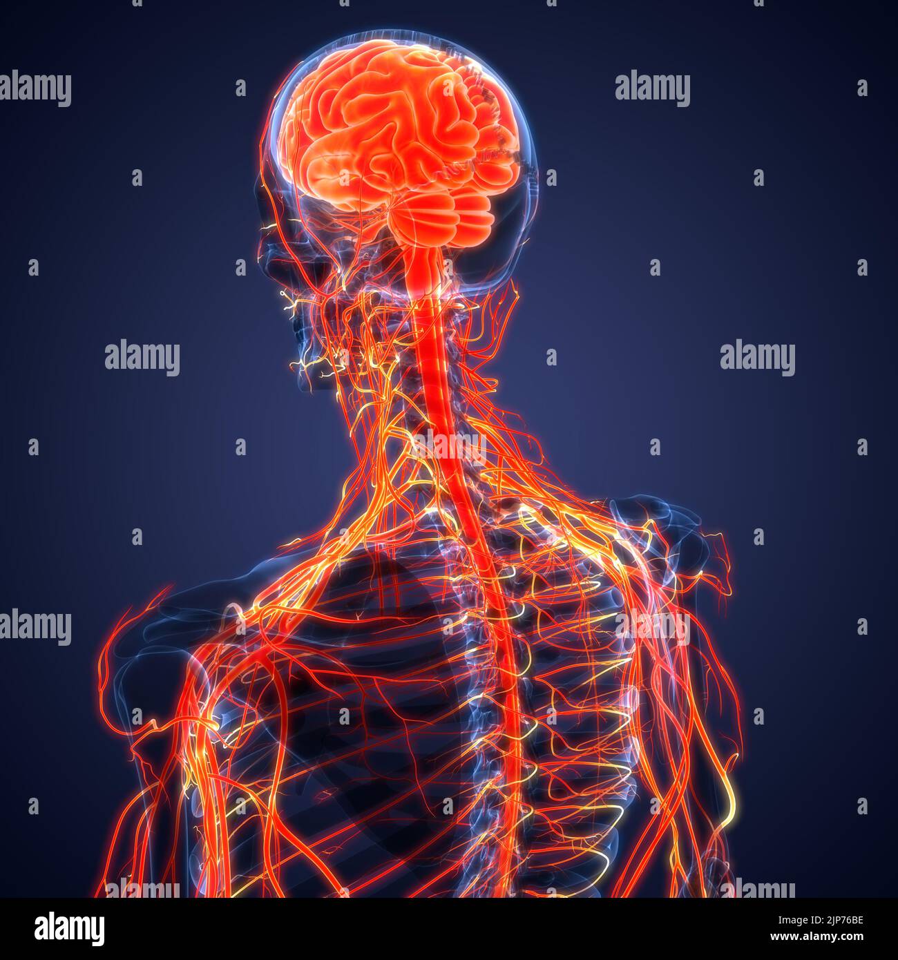 Central Organ of Human Nervous System Brain Anatomy Stock Photo - Alamy