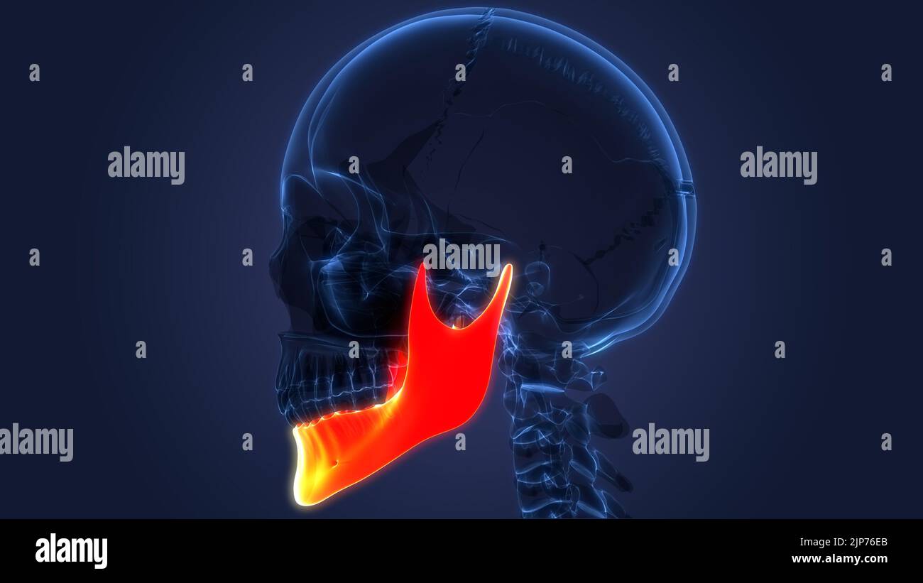 Human Skeleton System Skull Bone Parts Anatomy Stock Photo - Alamy