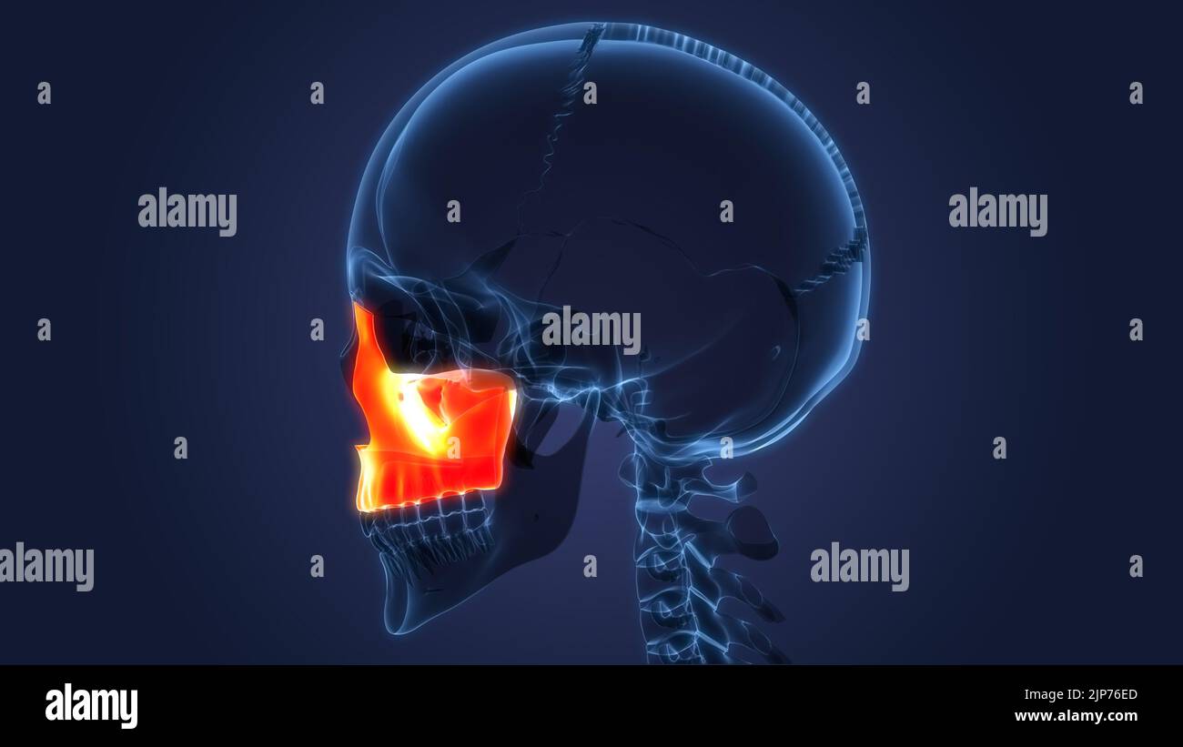 Human Skeleton System Skull Bone Parts Anatomy Stock Photo - Alamy
