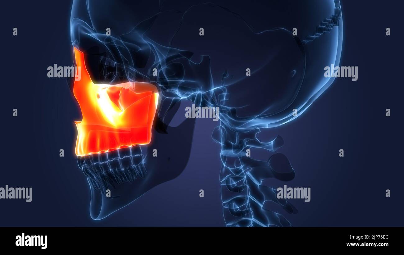 Human Skeleton System Skull Bone Parts Anatomy Stock Photo - Alamy