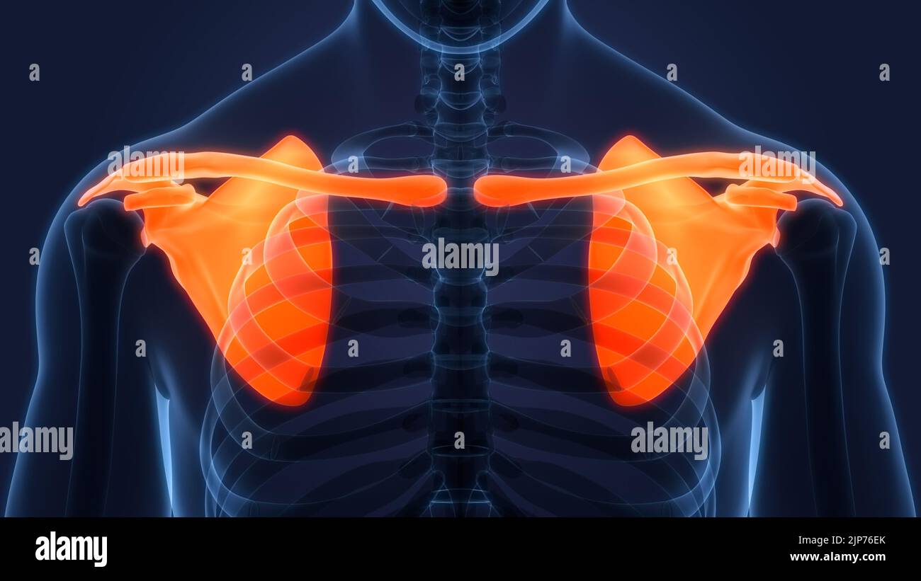 Human Skeleton System Bone Joints Anatomy Stock Photo - Alamy