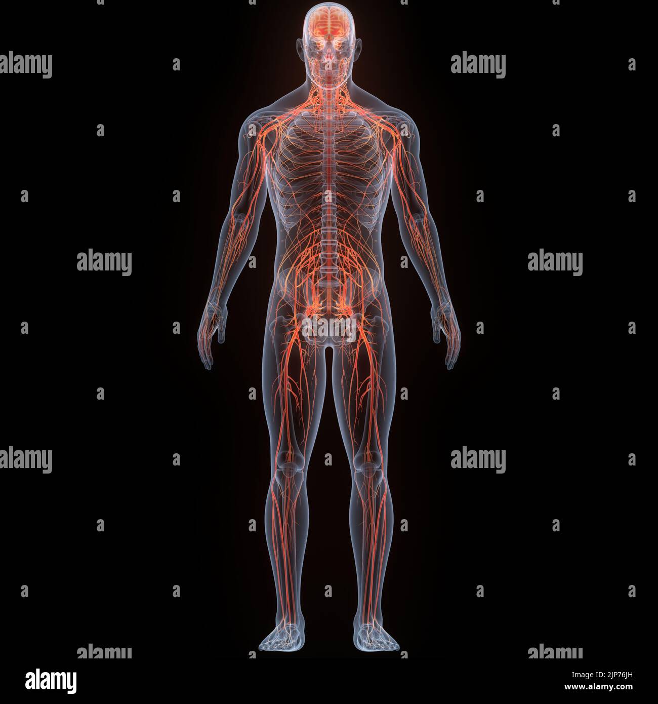 Central Organ of Human Nervous System Brain Anatomy Stock Photo - Alamy