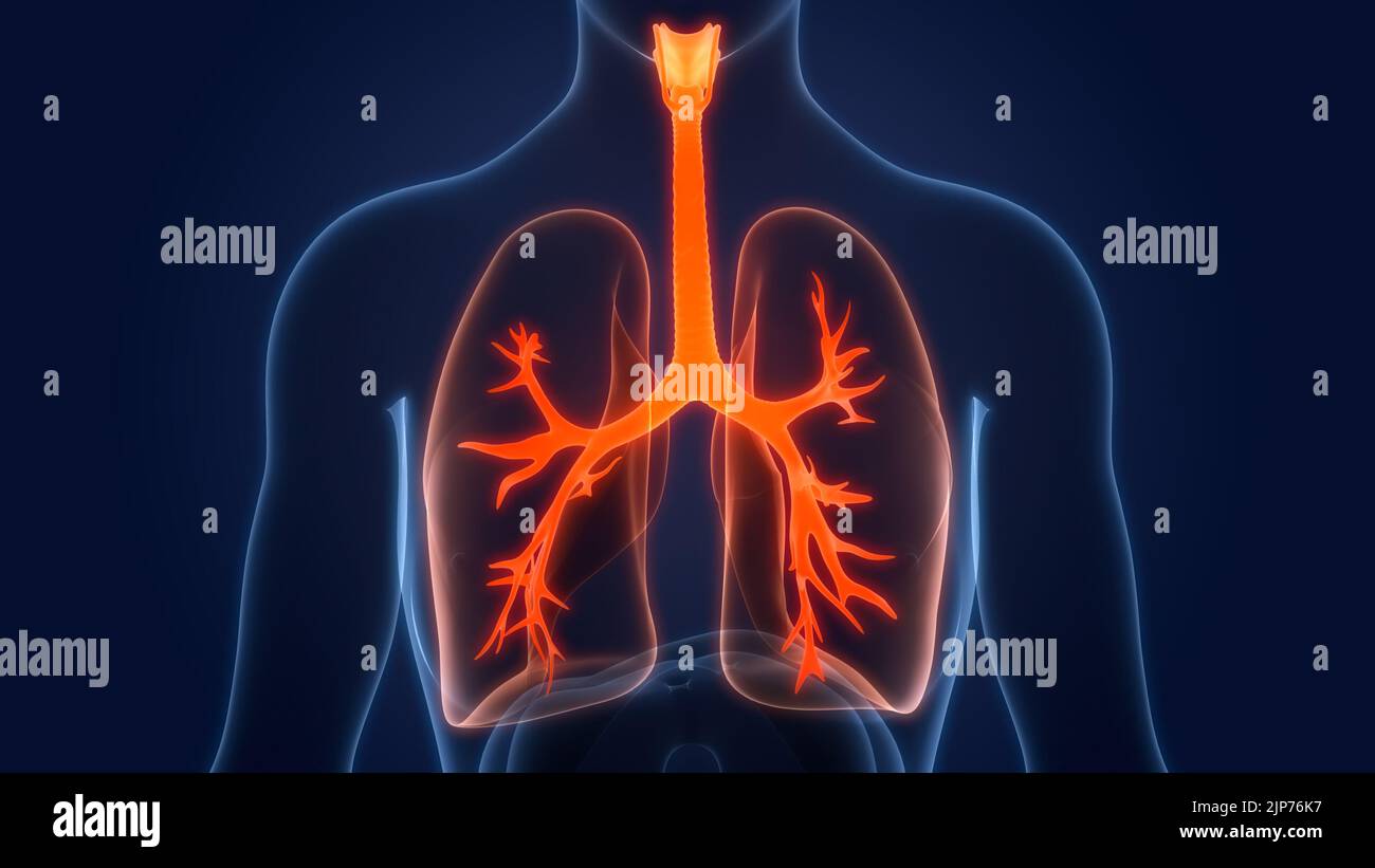 Human Respiratory System Lungs Anatomy Stock Photo - Alamy