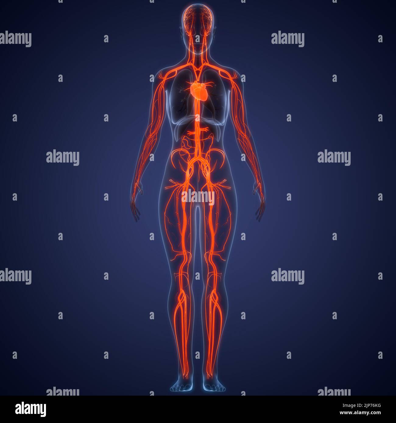 Human Circulatory System Heart Anatomy Stock Photo - Alamy