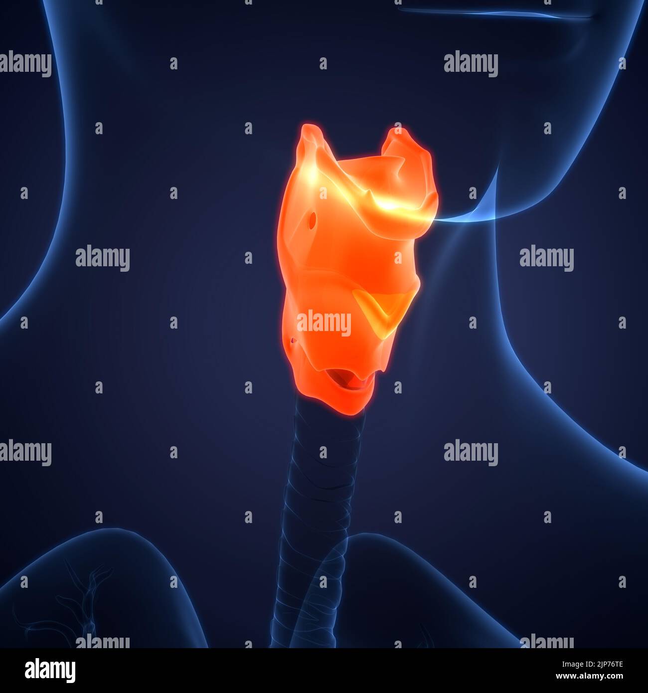 Human Respiratory System Larynx and Pharynx Anatomy Stock Photo - Alamy
