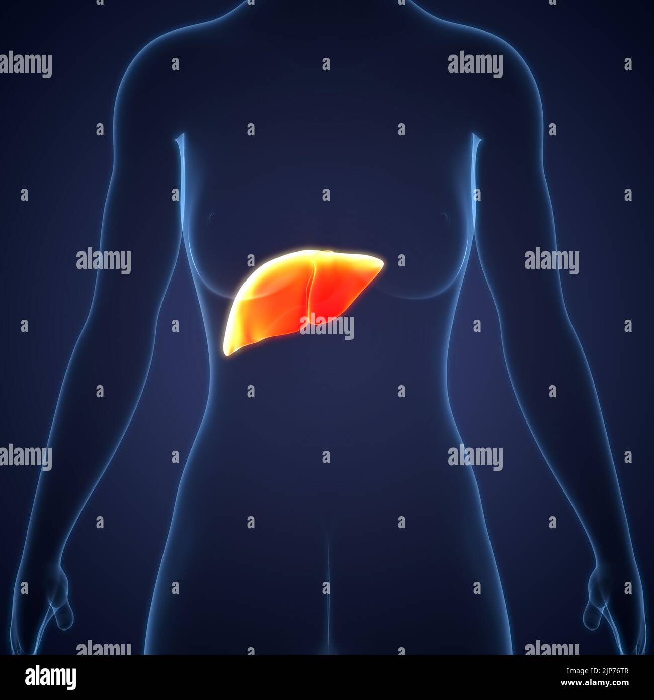 Human Internal Digestive Organ Liver Anatomy Stock Photo - Alamy