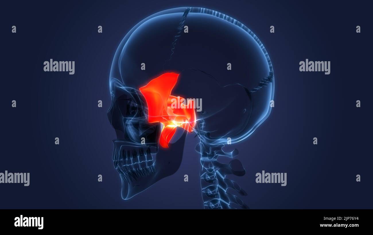 Human Skeleton System Skull Bone Parts Anatomy Stock Photo - Alamy