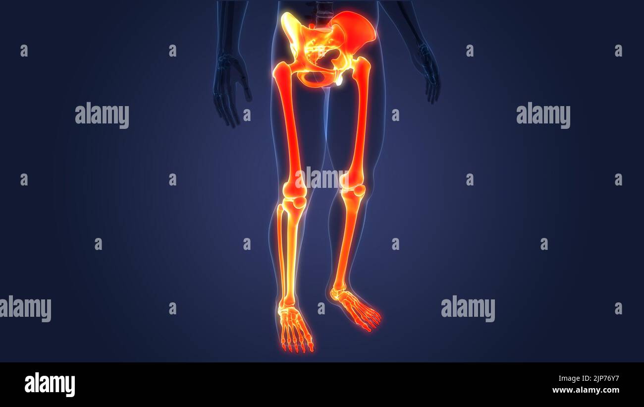 Human Skeleton System Bone Joints Anatomy Stock Photo - Alamy