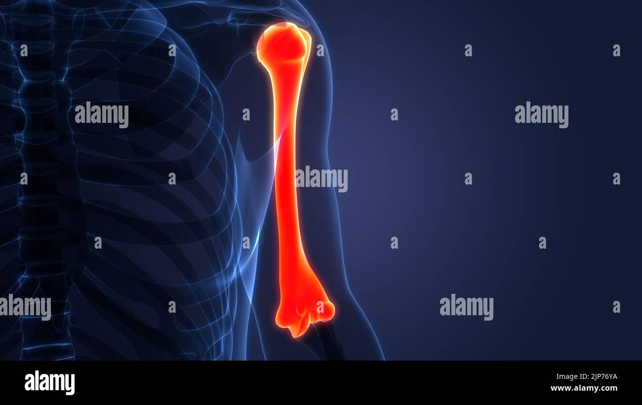Human Skeleton System Bone Joints Anatomy Stock Photo - Alamy