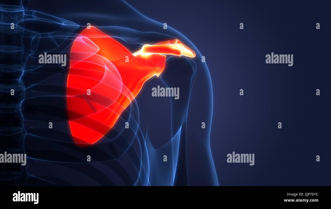 Human Skeleton System Bone Joints Anatomy Stock Photo - Alamy