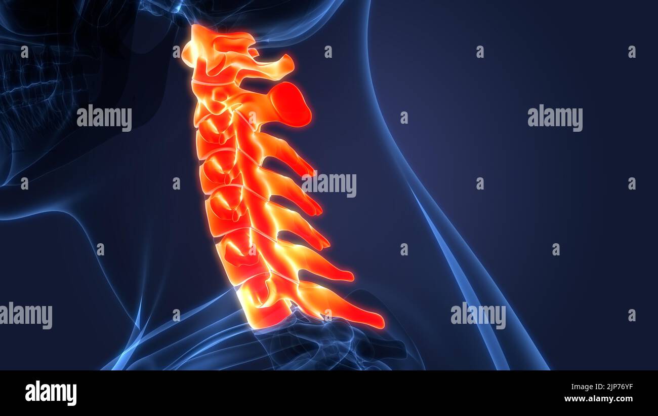 Spinal Cord Vertebral Column Cervical Vertebrae of Human Skeleton ...