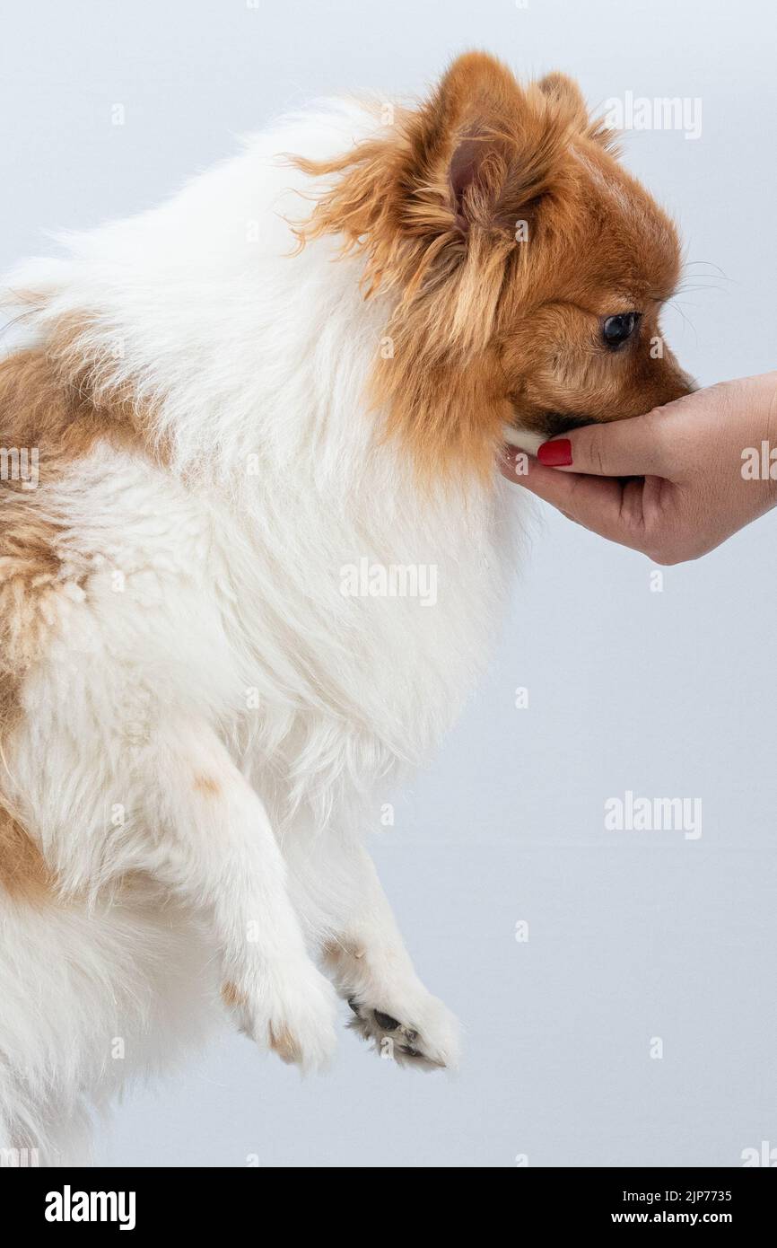 A vertical closeup of an adorable Spitz dog eating a treat from a ...