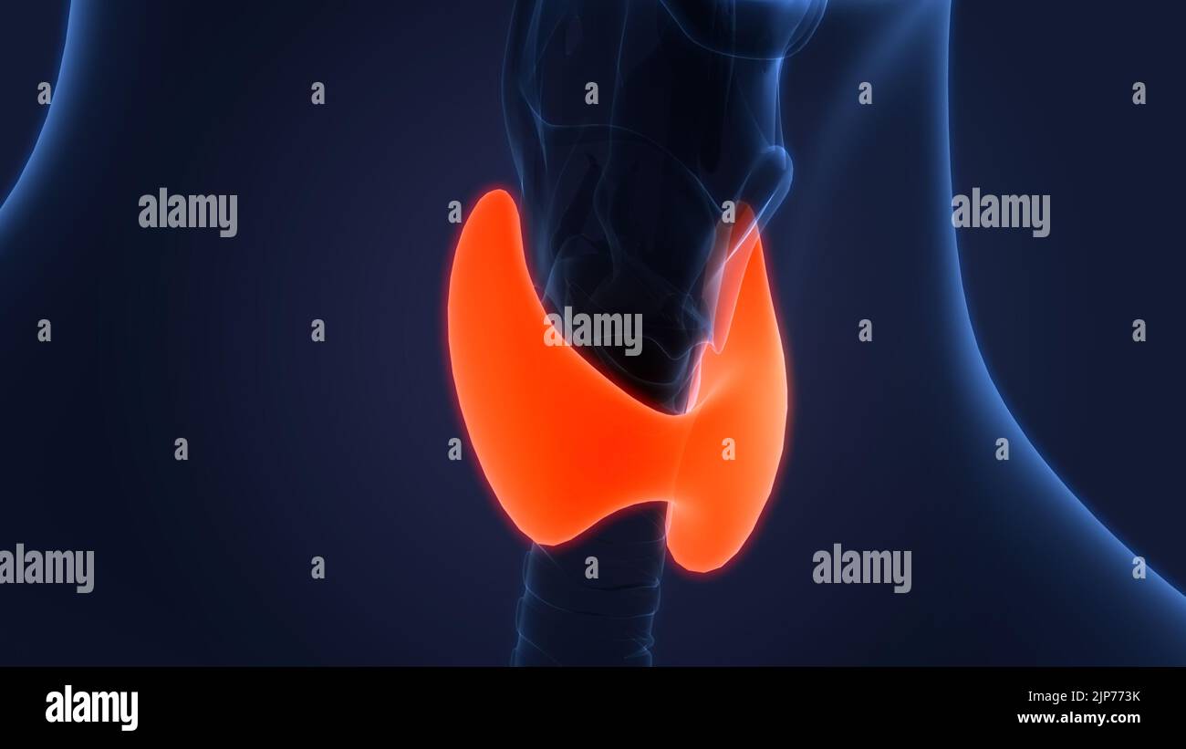 Human Body Glands Thyroid Gland Anatomy Stock Photo - Alamy