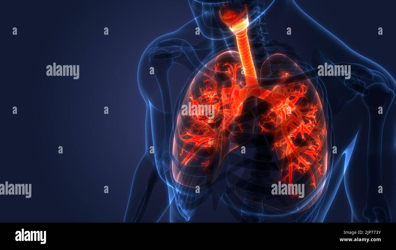Human Respiratory System Lungs Anatomy Stock Photo - Alamy