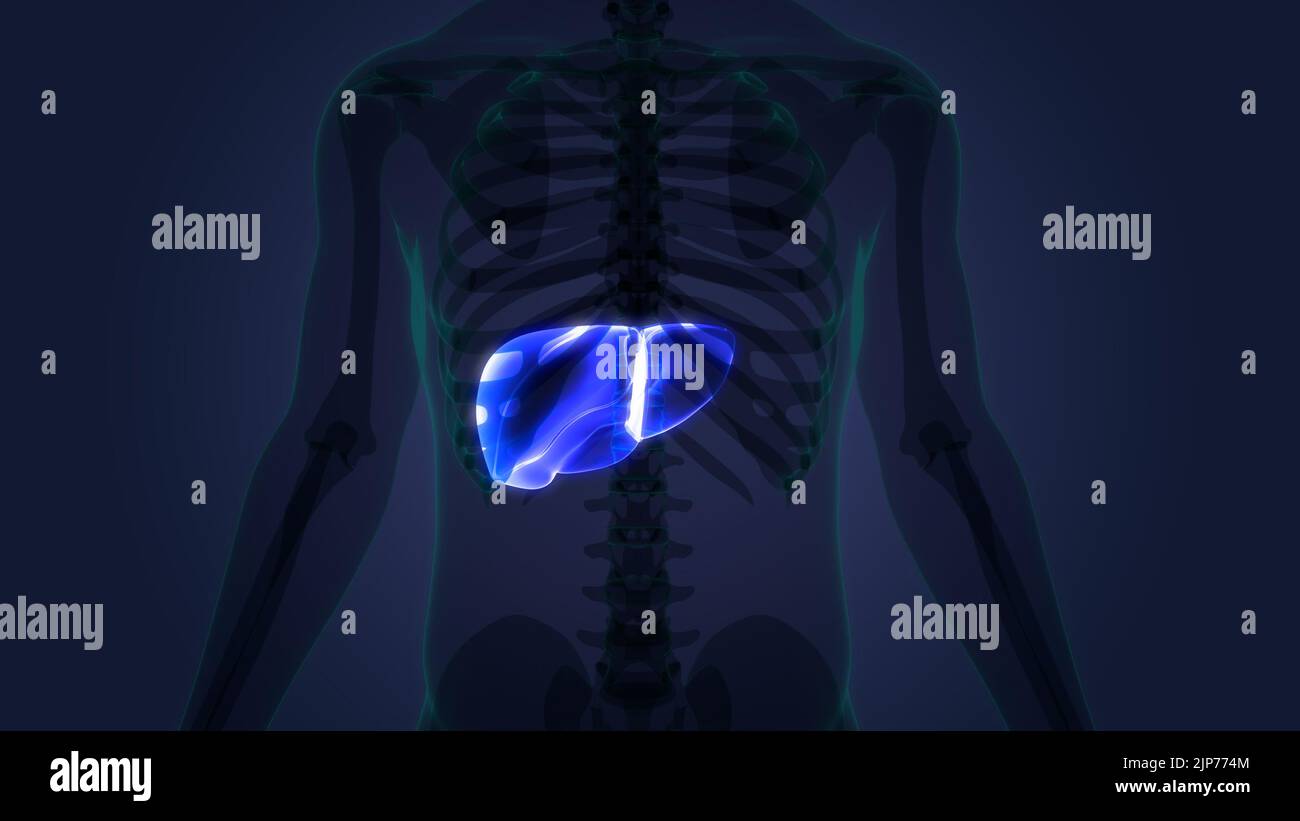 Human Internal Digestive Organ Liver Anatomy Stock Photo - Alamy