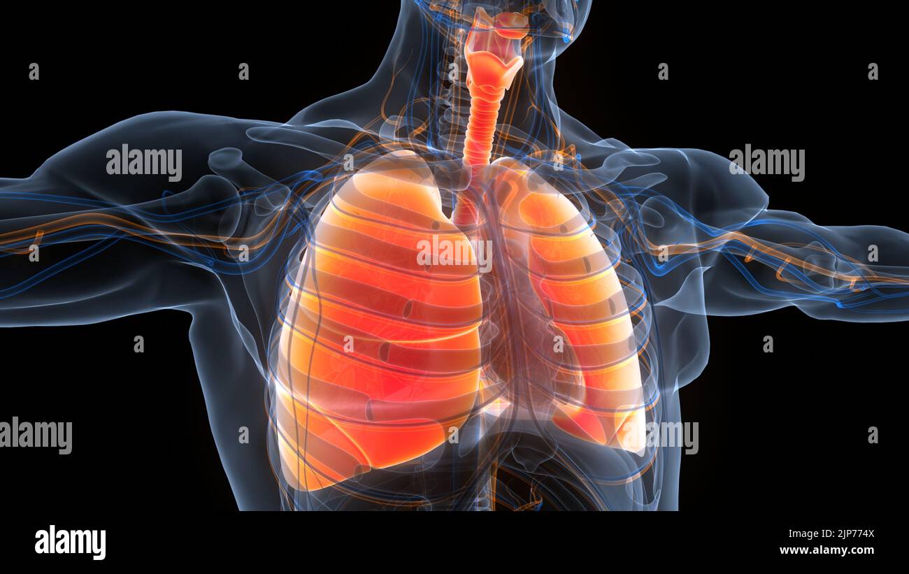 Human Respiratory System Lungs Anatomy Stock Photo - Alamy
