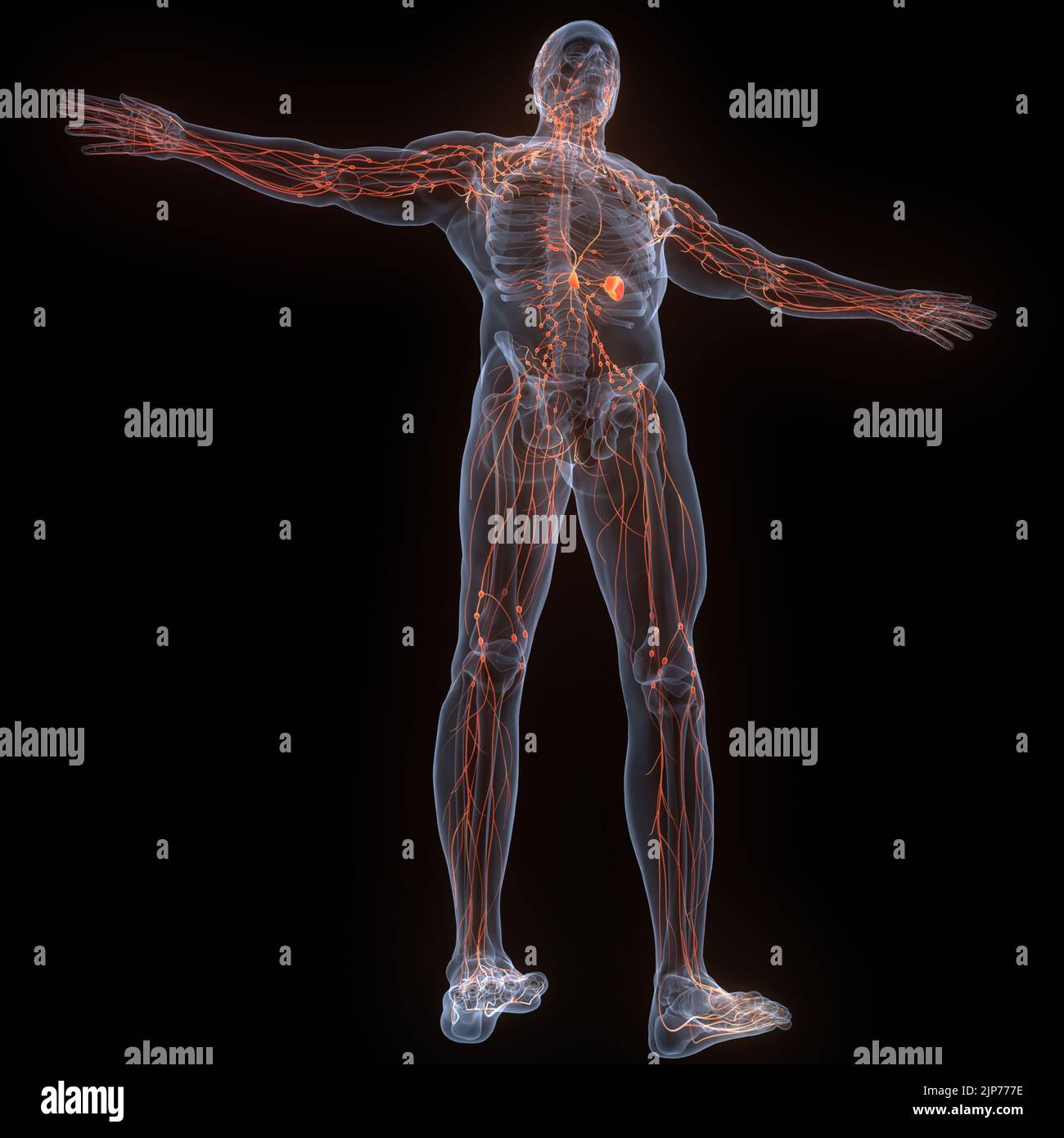 Human Internal System Lymph Nodes Anatomy Stock Photo - Alamy
