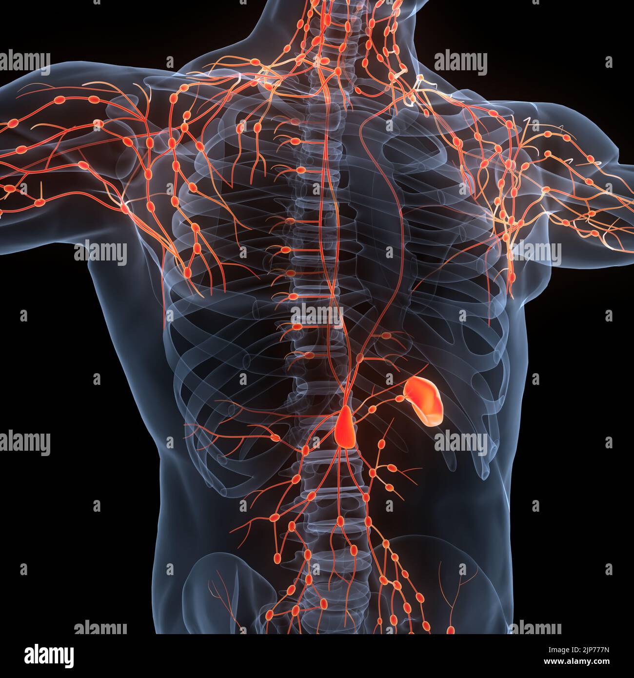 Human Internal System Lymph Nodes Anatomy Stock Photo - Alamy