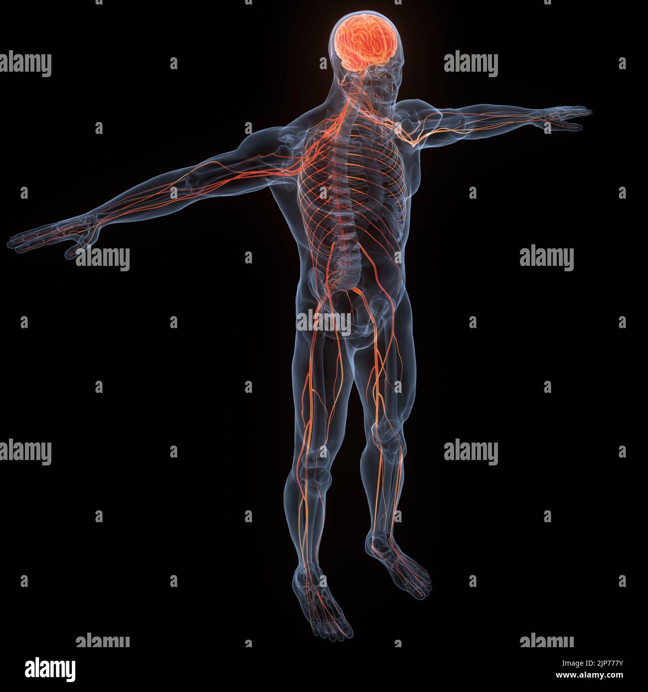 Central Organ of Human Nervous System Brain Anatomy Stock Photo - Alamy