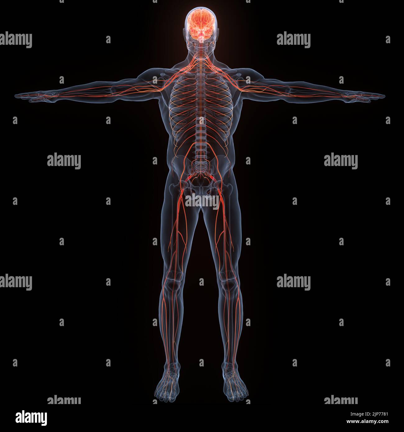 Central Organ of Human Nervous System Brain Anatomy Stock Photo - Alamy