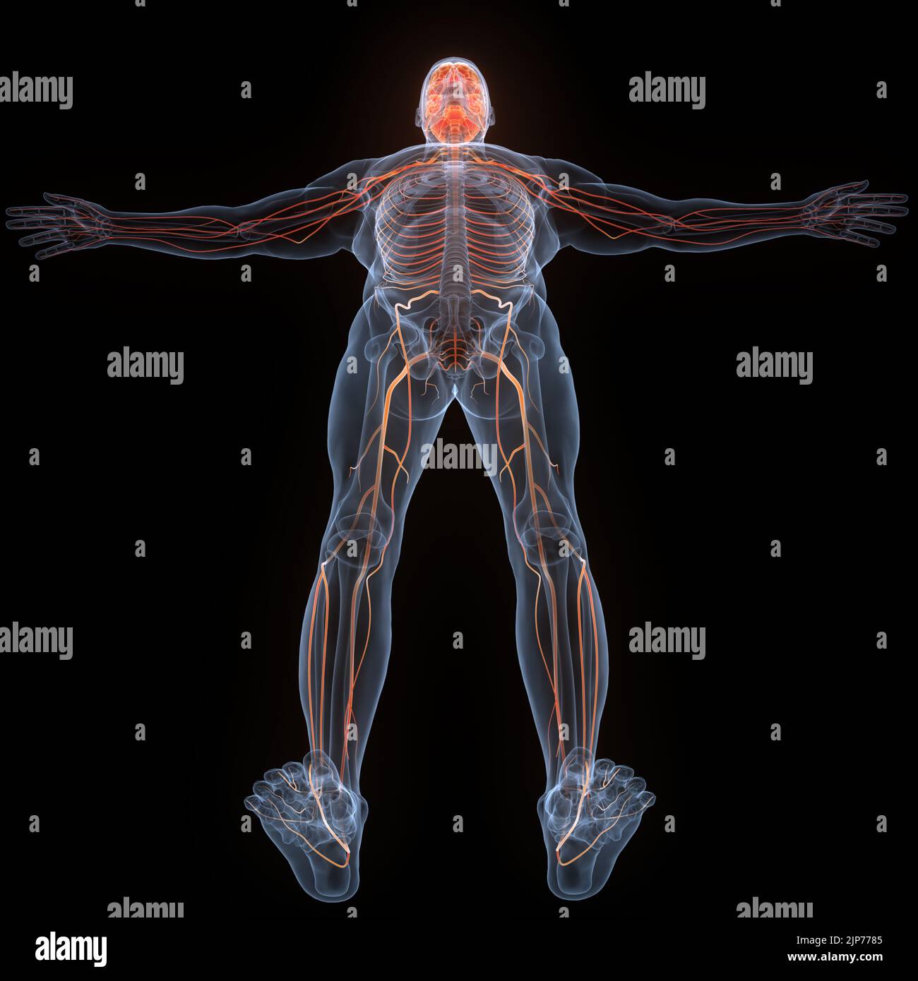 Central Organ of Human Nervous System Brain Anatomy Stock Photo - Alamy