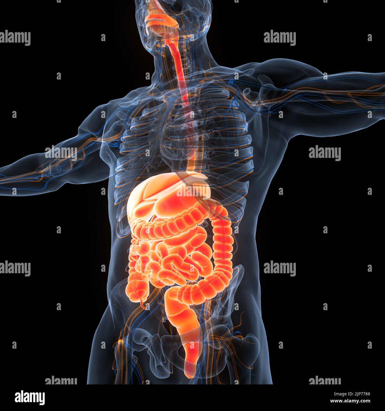Human Digestive System Anatomy Stock Photo - Alamy