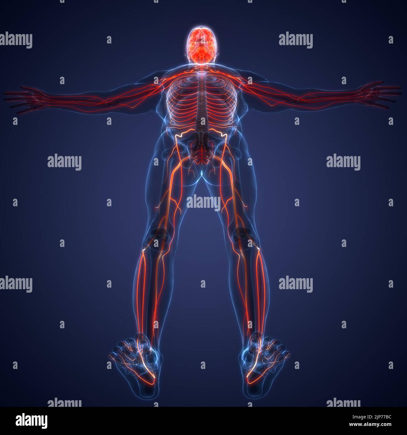 Central Organ of Human Nervous System Brain Anatomy Stock Photo - Alamy
