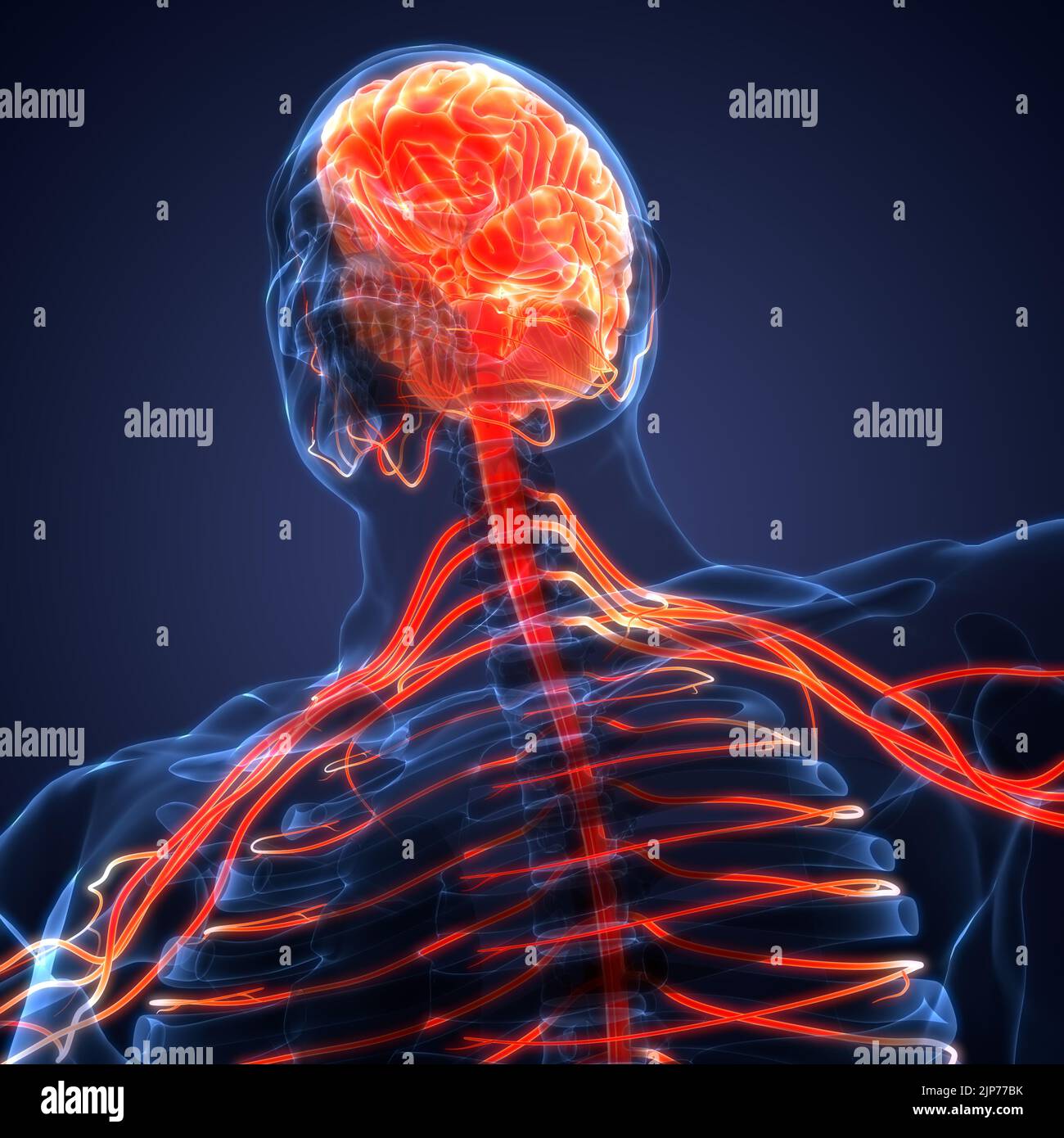 Central Organ of Human Nervous System Brain Anatomy Stock Photo - Alamy