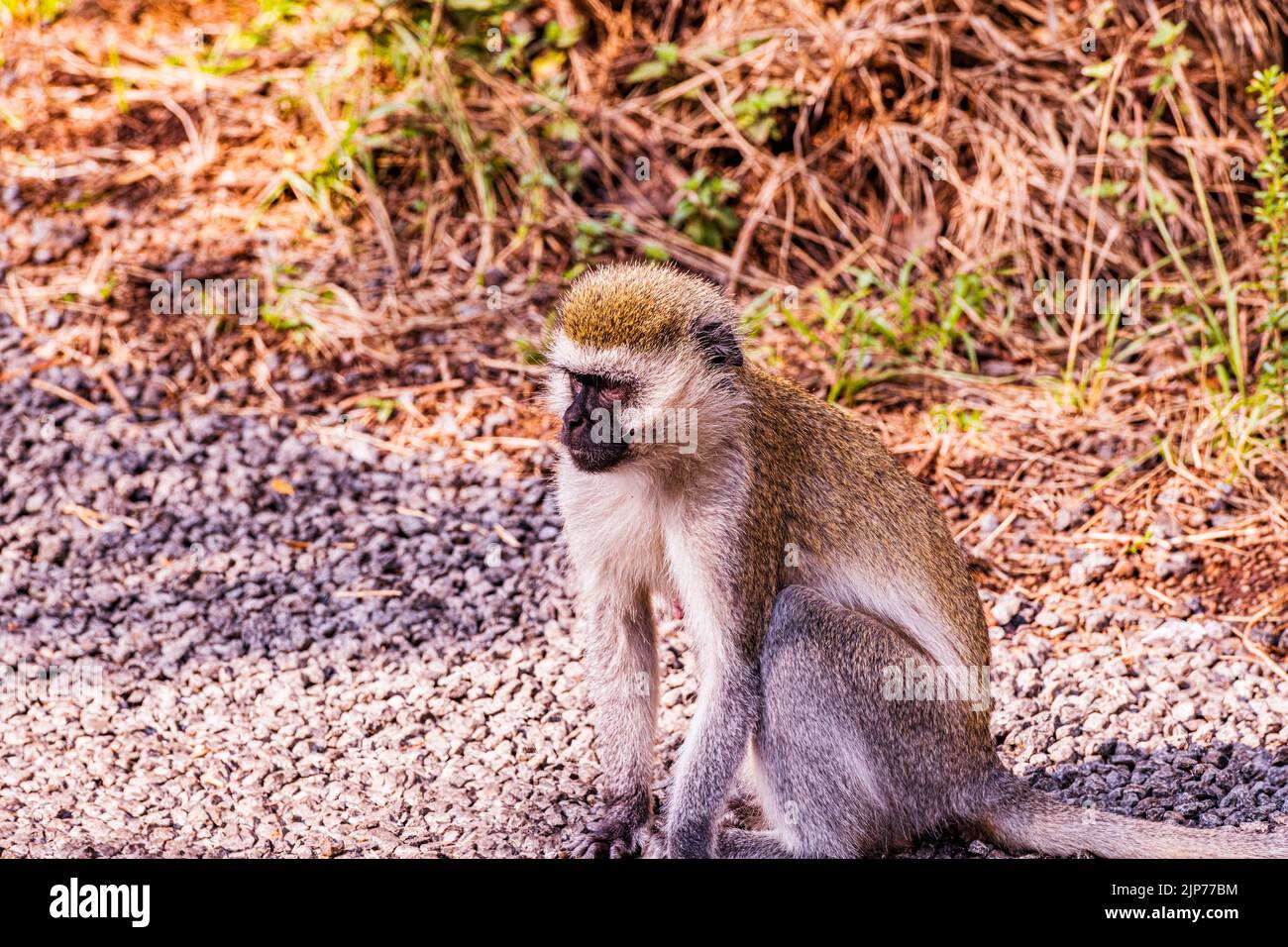 Nairobi National Park Monkey is a common name that may refer to most ...