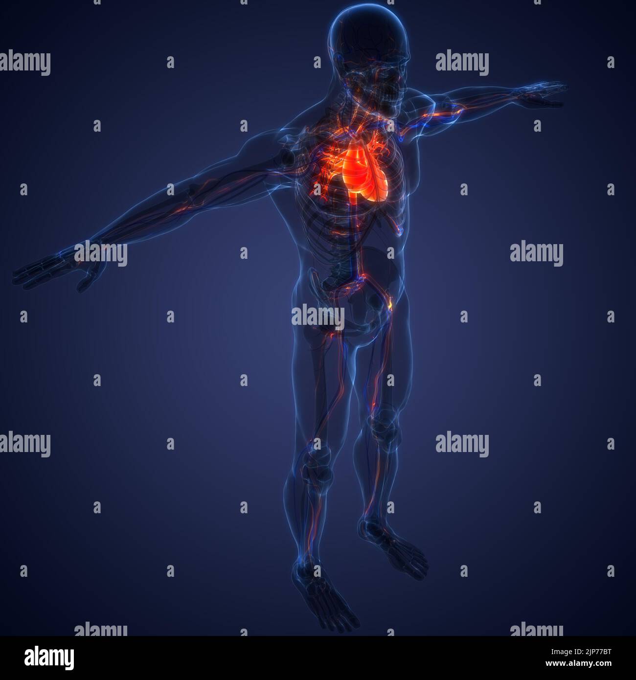 Human Circulatory System Heart Anatomy Stock Photo - Alamy