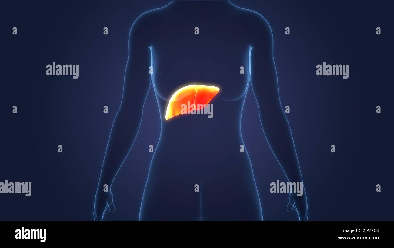 Human Internal Digestive Organ Liver Anatomy Stock Photo - Alamy