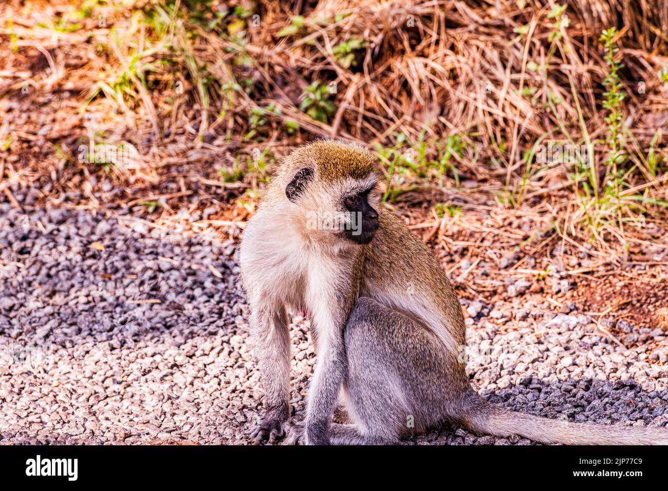 Nairobi National Park Monkey is a common name that may refer to most ...