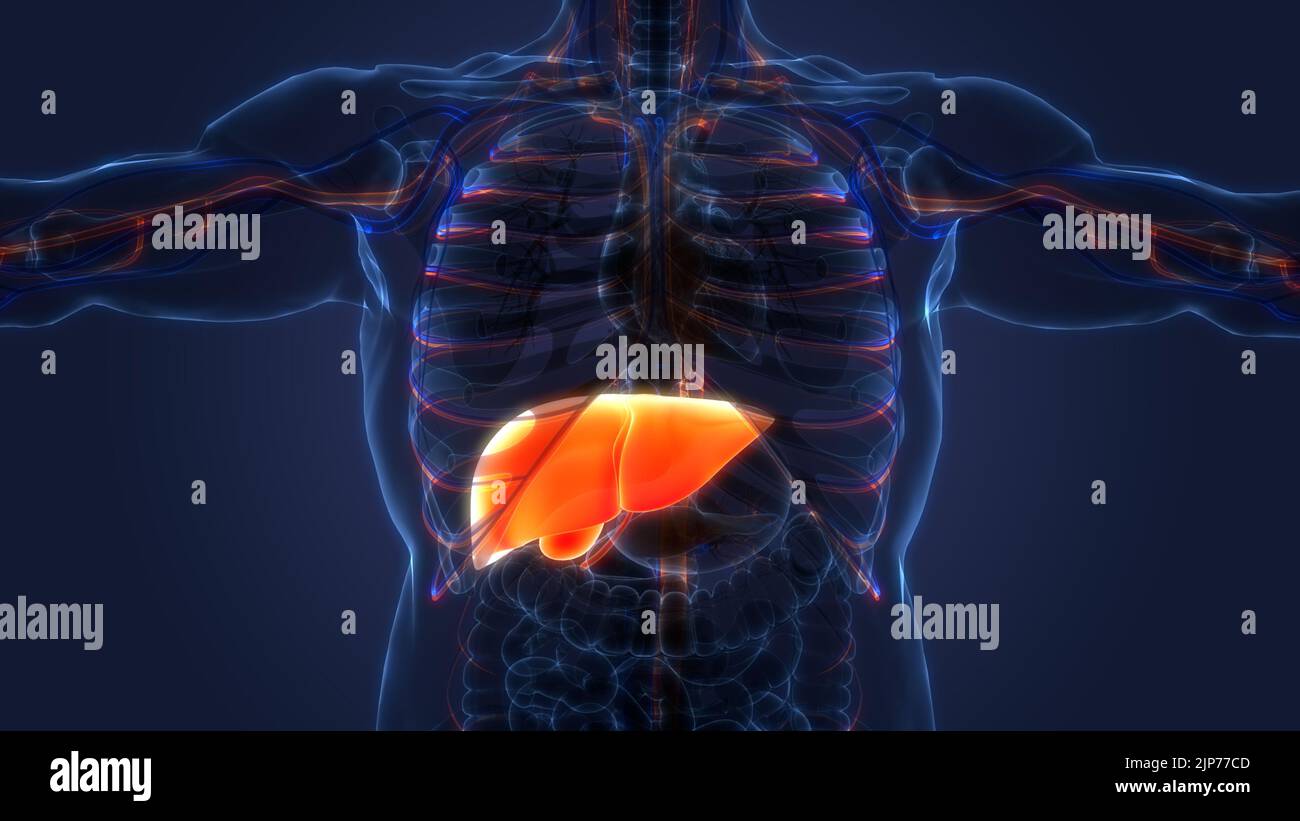 Human Internal Digestive Organ Liver Anatomy Stock Photo - Alamy