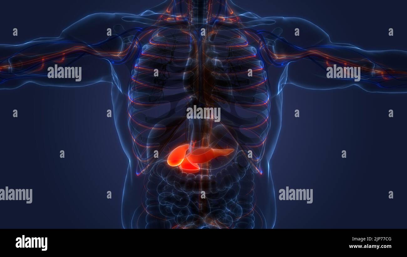 Human Internal Organs Pancreas with Gallbladder Anatomy Stock Photo - Alamy
