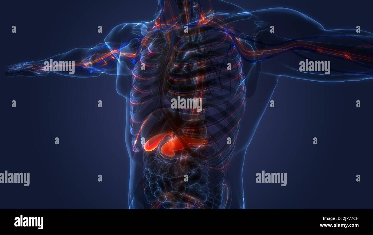 Human Internal Organs Pancreas with Gallbladder Anatomy Stock Photo - Alamy