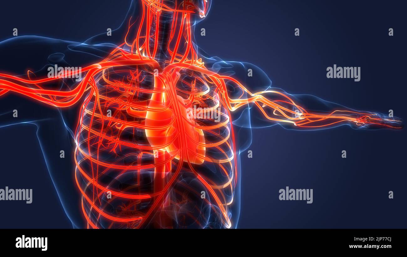 Human Circulatory System Heart Anatomy Stock Photo - Alamy