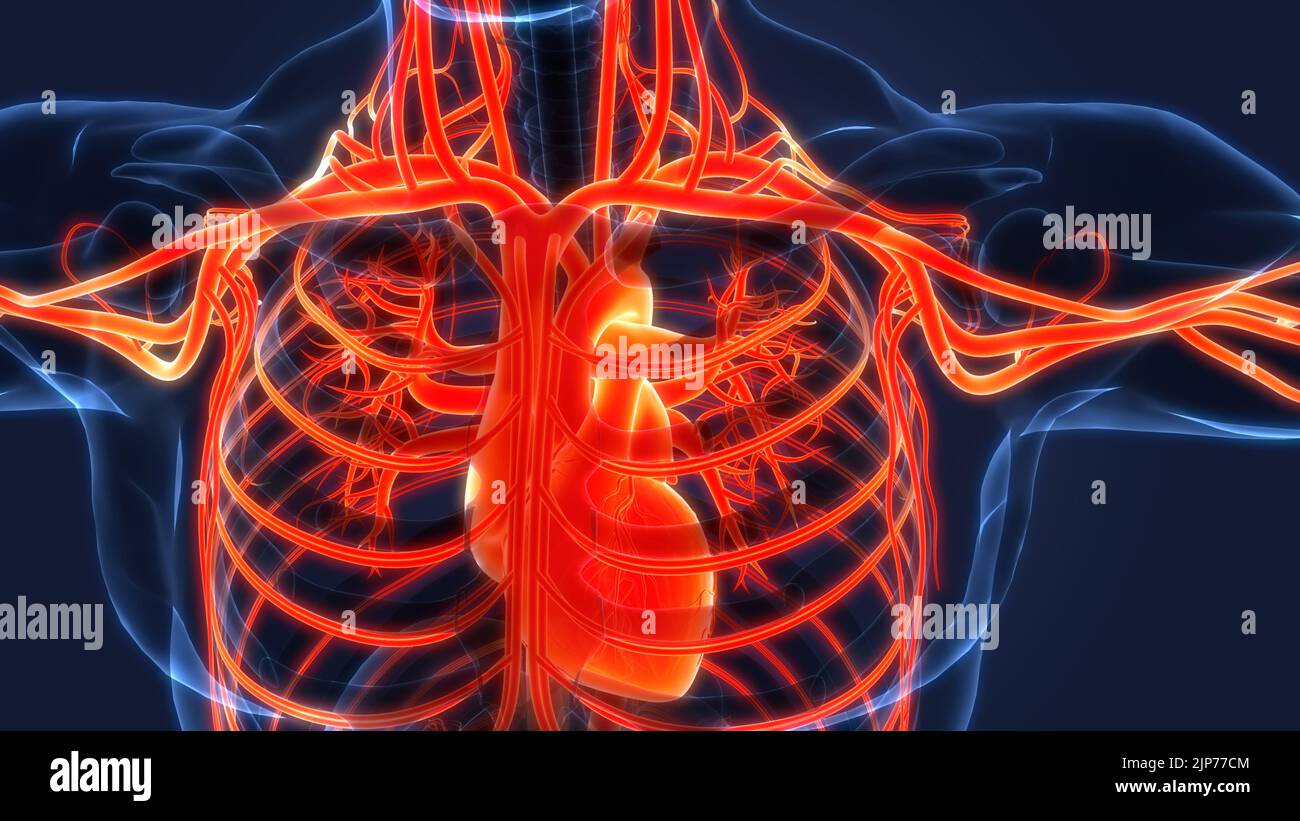 Human Circulatory System Heart Anatomy Stock Photo - Alamy