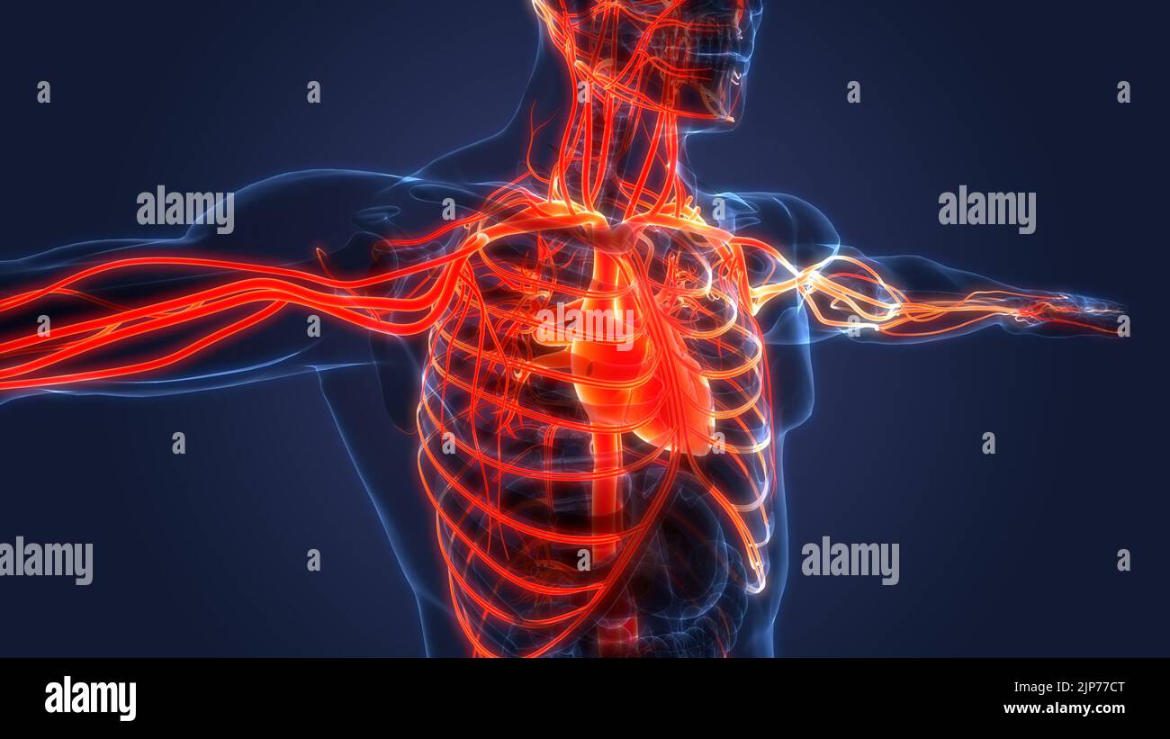 Human Circulatory System Heart Anatomy Stock Photo - Alamy Human Circulatory System Heart Anatomy Stock Photo - Alamy