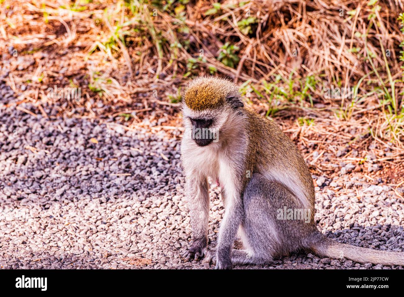 Nairobi National Park Monkey is a common name that may refer to most ...