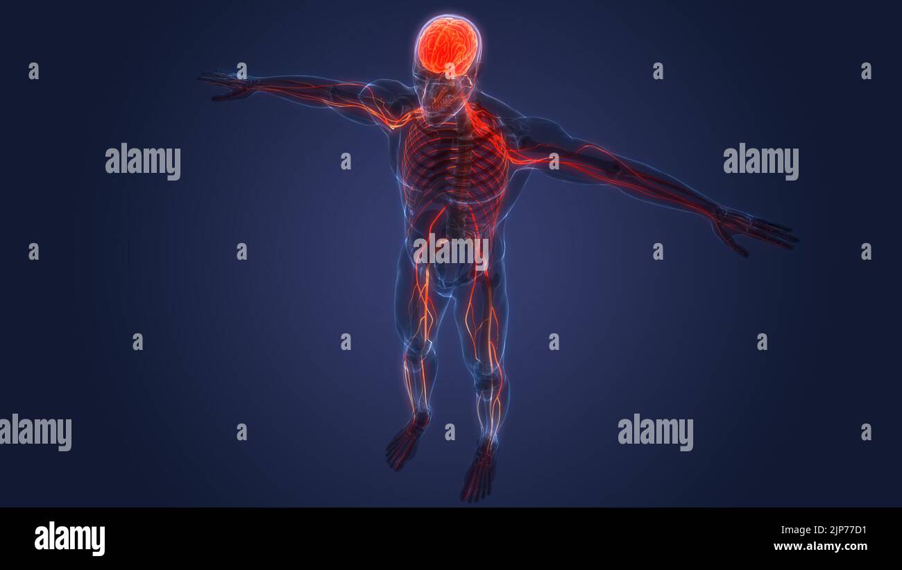 Central Organ of Human Nervous System Brain Anatomy Stock Photo - Alamy