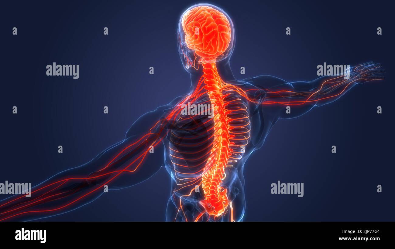 Central Organ of Human Nervous System Brain Anatomy Stock Photo - Alamy